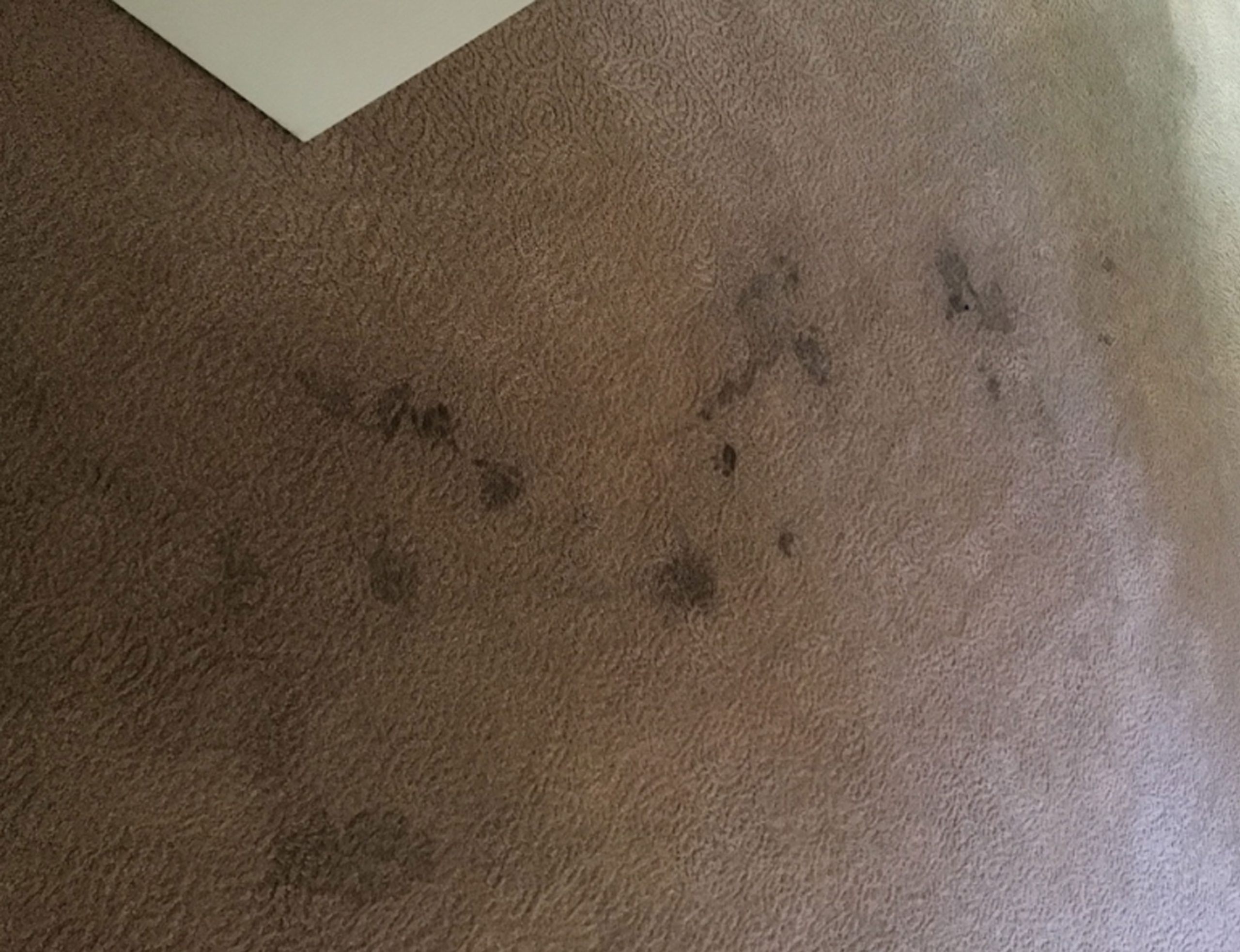 What Is the Best Way to Clean Dog Poop on Carpet? - Super Shine Carpet ...